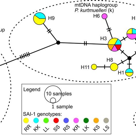 Median Joining Network Of Concatenated Mtdna Sequences Nd3 Cyt B And Download Scientific