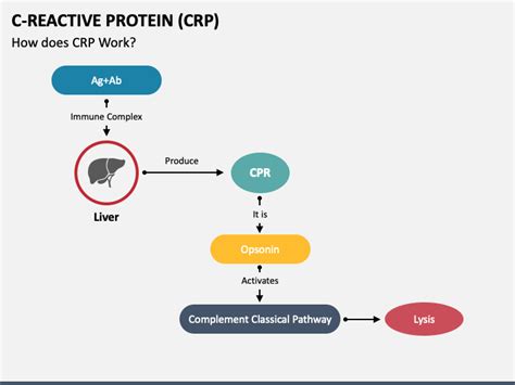 C Reactive Protein CRP PowerPoint And Google Slides Template PPT Slides