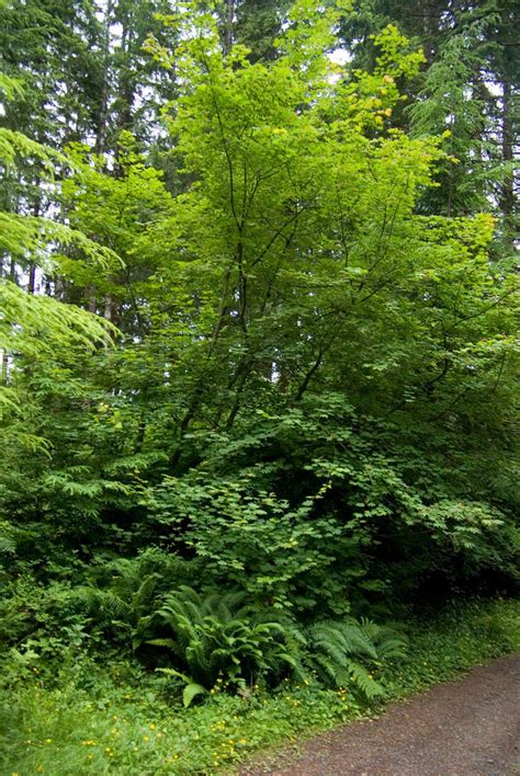 Vine Maple Acer Circinatum Artofit