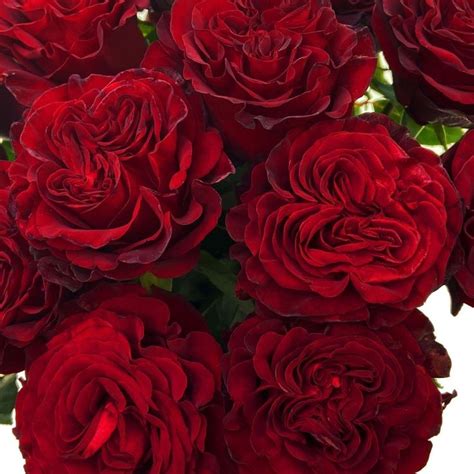 Heart Garden Roses Red Roses Red Rose Bouquet Rose Wedding Bouquet