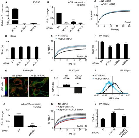 Evolutionarily Conserved Long Chain Acyl Coa Synthetases Regulate Membrane Composition And