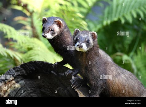 Noble Fur Local Predator European Polecat Quickly Secretly Polecat Polecat In The