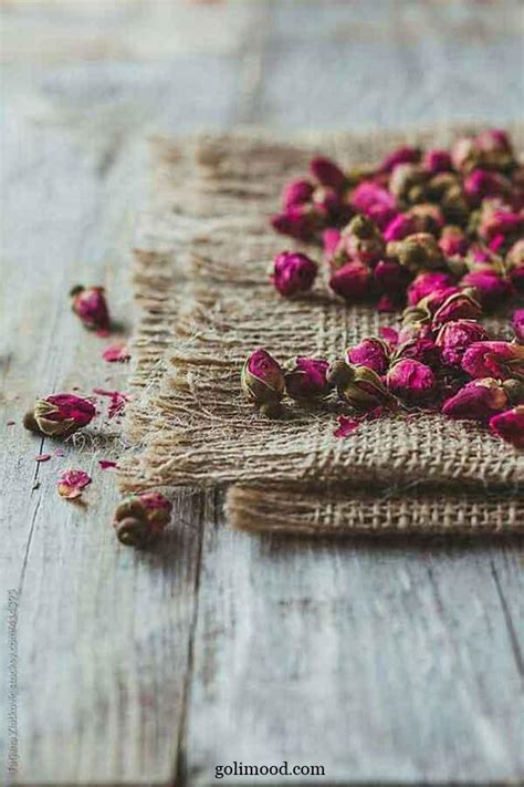 عکس گل محمدی برای پروفایل ” 2024 غنچه و بازشده در طبیعت زیبا در رنگ