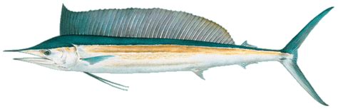 Shortbill Spearfish Hebi Hawaii