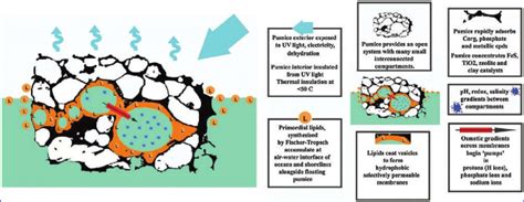 Diagram Showing The Ways In Which Pumice Vesicles Could Have Provided