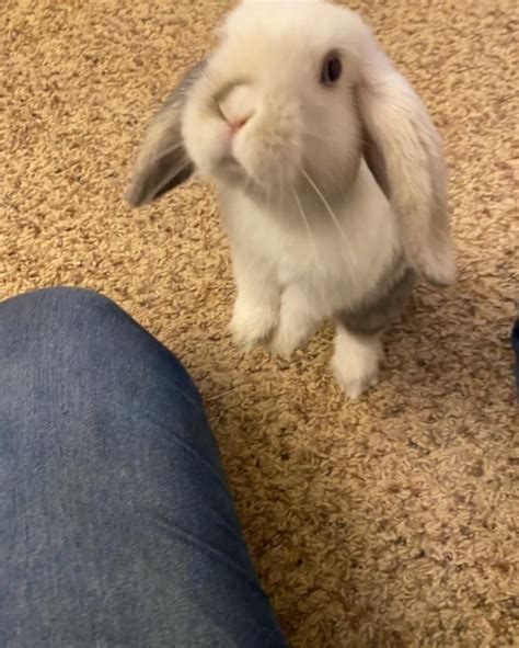 Help Me Name Her Rrabbits Help Me Name Her Rrabbits