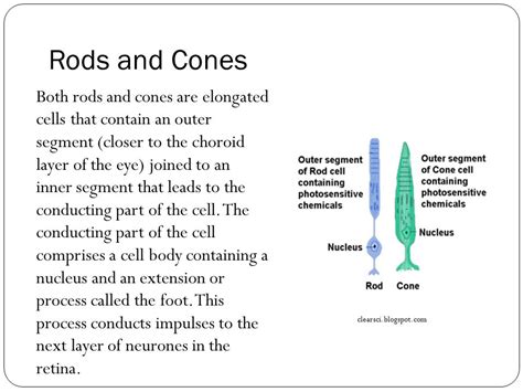 Rods And Cones Functions
