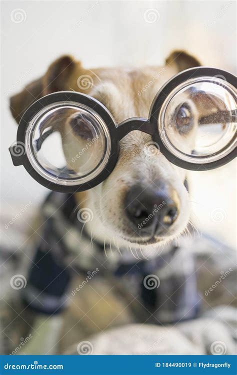 Dog Nerd In Glasses Stock Image Image Of Jack Cute 184490019
