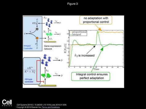 Corentin Briat Ankit Gupta Mustafa Khammash Cell Systems Ppt Download