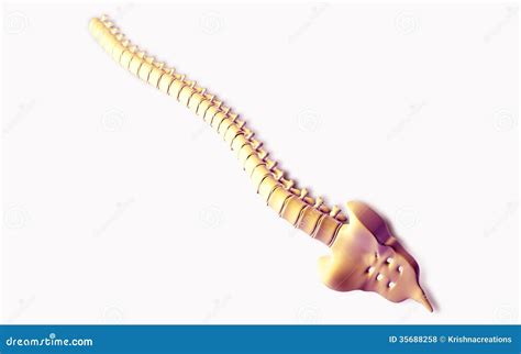 Back Bone With Hip Bone Blue Shader Stock Image 43014505