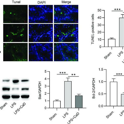 The Apoptosis In Mouse Model Of Aki Was Reduced After Cad Treatment