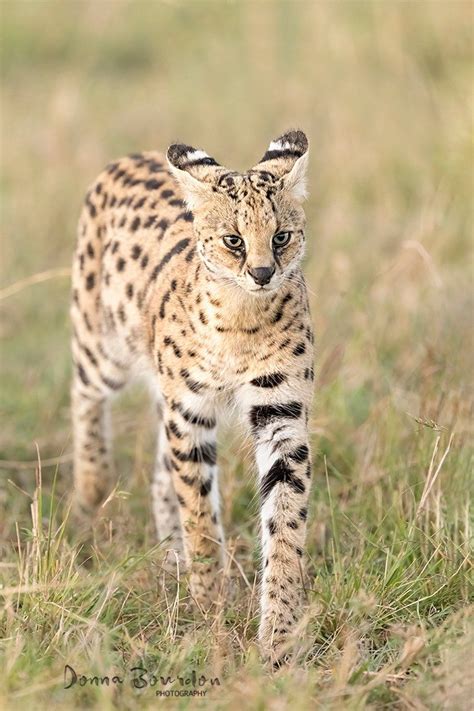 Donna Bourdon — A Creative Adventure Photography By Denise Ippolito