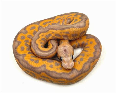 Barnhart Black Pastel Leopard Banana Pos Yb Clown Ball Python By Tom