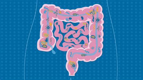 Trust Your Gut Microbiota Improves Brain Health By Karen Eom Medium