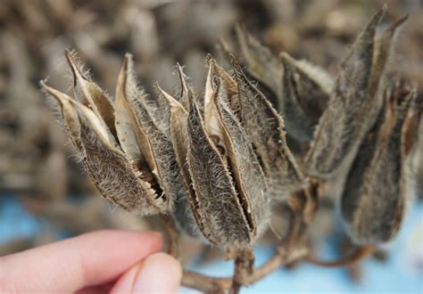 금화규 모종 판매 골드히비스커스 황금해바라기 금화규 재배 방법도 알려드려요 네이버 블로그