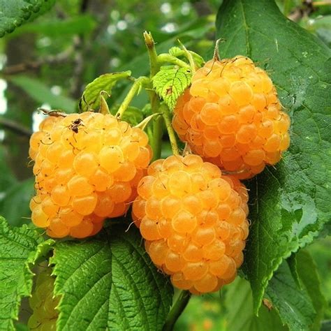 Raspberry Yellow Berry Heirloom Seeds Non Gmo For Planting Etsy