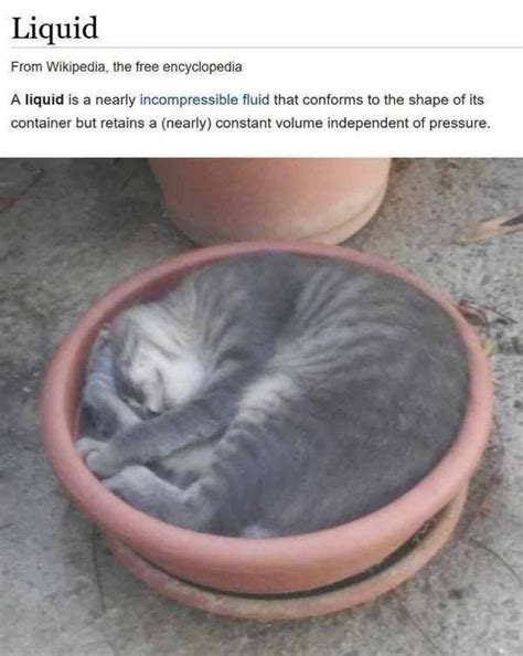 Funniest Liquid Cat Memes To Quench Your Cutest Feline Thirst Funny