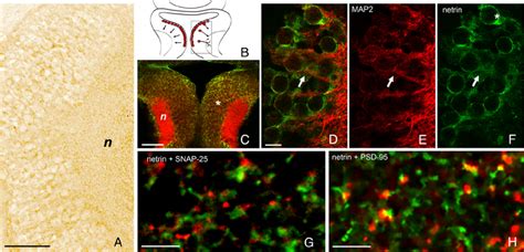 Netrin Is Present In Tectal Neurons And Is Identified At Synaptic Sites