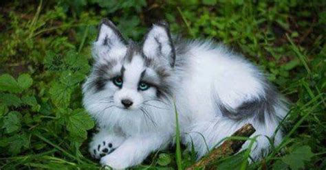 Canadian Marble Fox