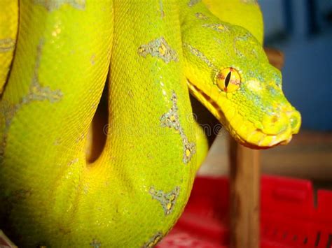 Juvenile Green Tree Python Stock Image Image Of Viridis 190212535