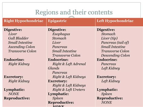 Anatomy Of Abdomen And Regions Of Trunk Pptx