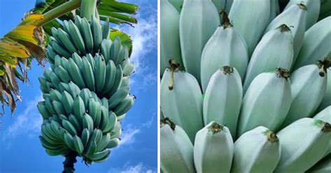 Blue Java Bananas Taste Exactly Like Vanilla Ice Cream And Now You Can Finally Grow Your Own