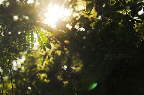 Tyndall Effect Canopy