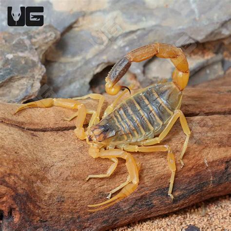 Scorpions Vinegaroons And Whiptails For Sale Underground Reptiles