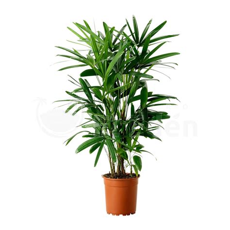 Palmera Raphis Vivero Eden