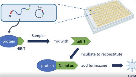 Development Of A Split Luciferase Assay To Esta