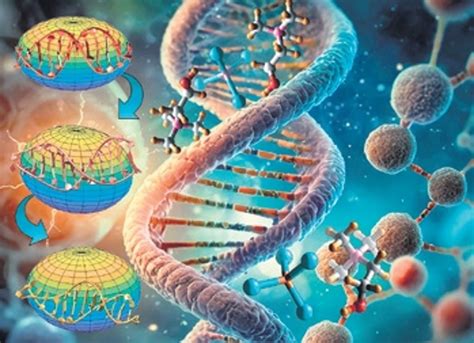Dna Compaction Find May Help Treat Genetic Disorders