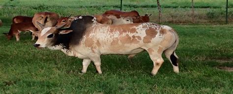 National Zebu Cattle Club National Zebu Cattle Club Is An