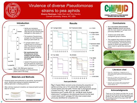 Pdf Virulence Of Diverse Pseudomonas Strains To Pea Aphids