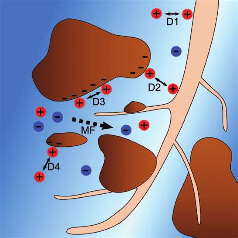 Nutrients Arrive At The Root Surface Where They Are Absorbed Through