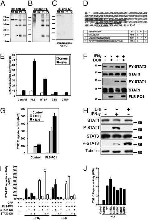 Polycystin Regulates STAT Activity By A Dual Mechanism PNAS