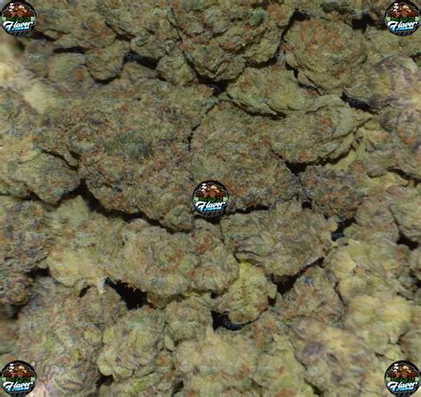 Lambs Bread Cannabis Strain Profile Flavor Farms Dc Cannabis