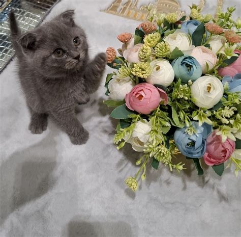 Mushuk Va Mushukchalar Mushukchalar Ku • Instagram Photos And Videos