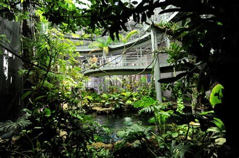 The New Green California Academy Of Sciences Unveiled