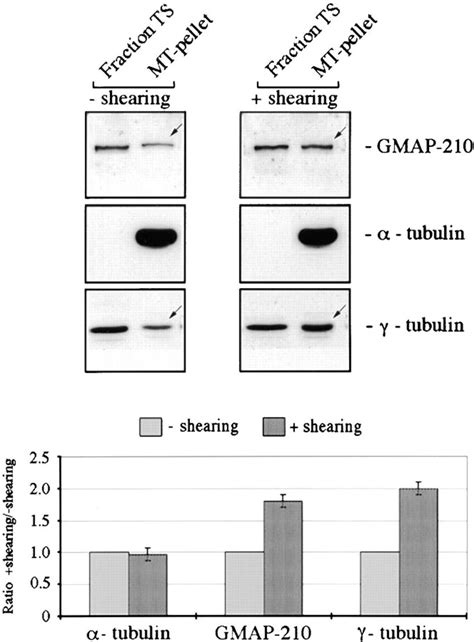 binding of gmap 210 to microtubules depends on the number rather than