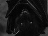 Bat Pfp