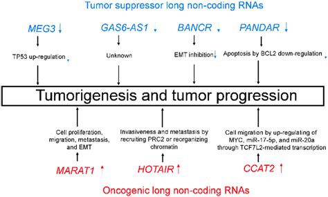 Tumor Suppressor Blueoncogenic Red Long Non Coding Rnas Lncrnas