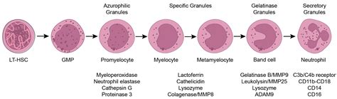 Exploitation Of Neutrophil Functions To Combat Disease Encyclopedia Mdpi