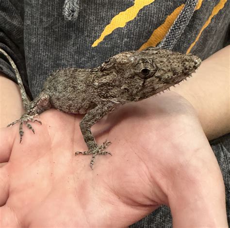 Anolis Barbatus Cuban False Chameleon Male 1 Cuban False