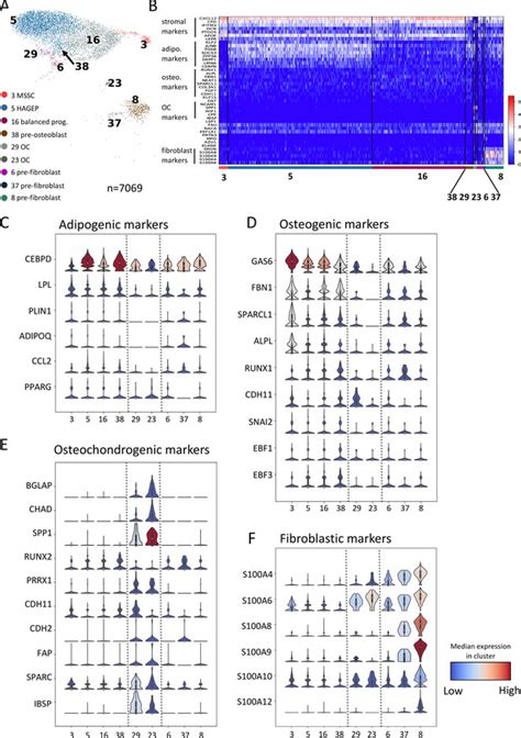 Identification Of Phenotypically Functionally And Anatomically Distinct Stromal Niche