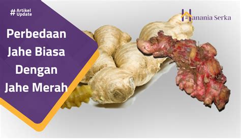 Perbedaan Jahe Biasa Dengan Jahe Merah Hanania Serka