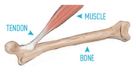 Tendon Strength And Connective Tissue Health 💪 Gmb Fitness