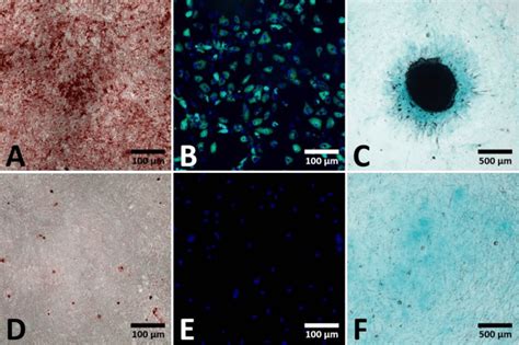 Flow Cytometric Overlay Histograms Of Oscs After Purification A Download Scientific Diagram