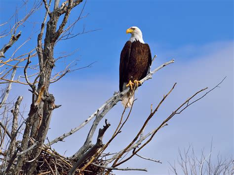 배경 화면 대머리 독수리 목 푸른 하늘 5120x2880 Uhd 5k 그림 이미지