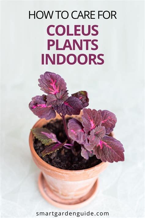 Coleus Plant Care Indoors How To Grow Coleus Houseplants Smart Garden Guide Smart Garden