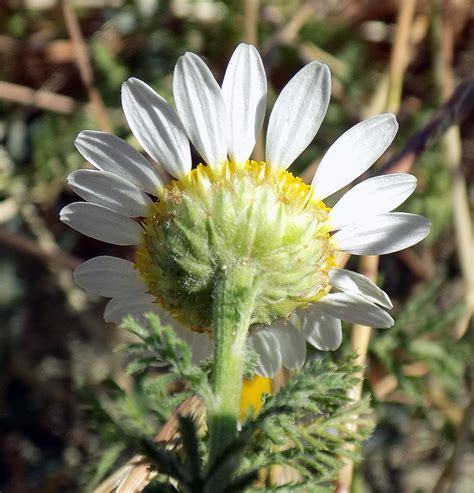 Anthemis altissima - Изображение особи - Плантариум